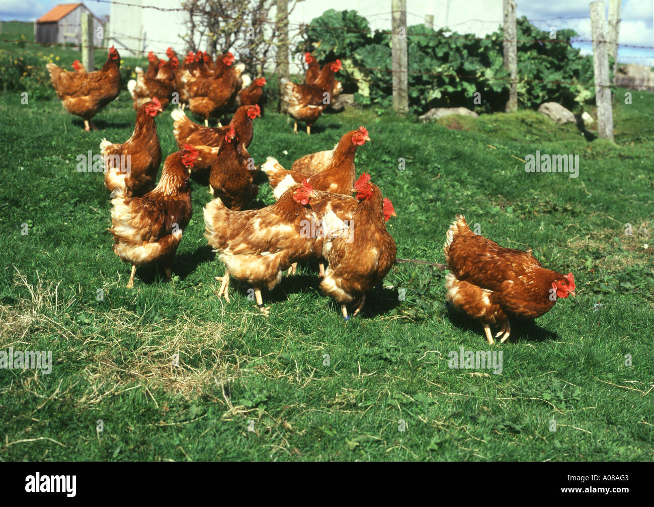 Gallus hi-res stock photography and images - Alamy