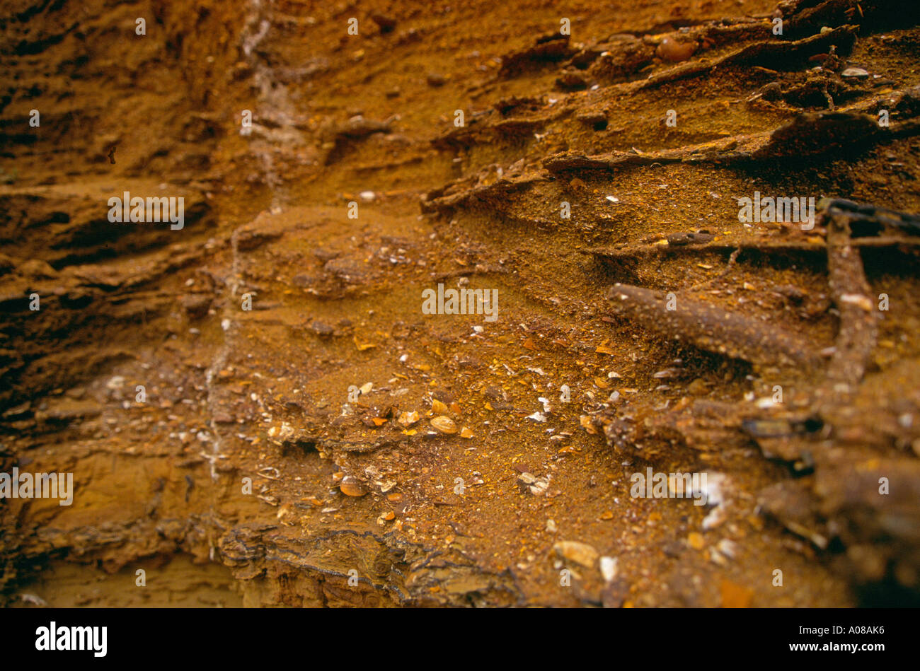 Layers of shelly strata in sandy rock of marine origin Stock Photo - Alamy