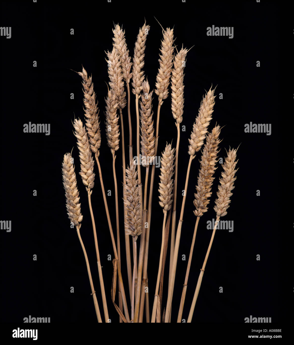Ears of Wheat Stock Photo - Alamy