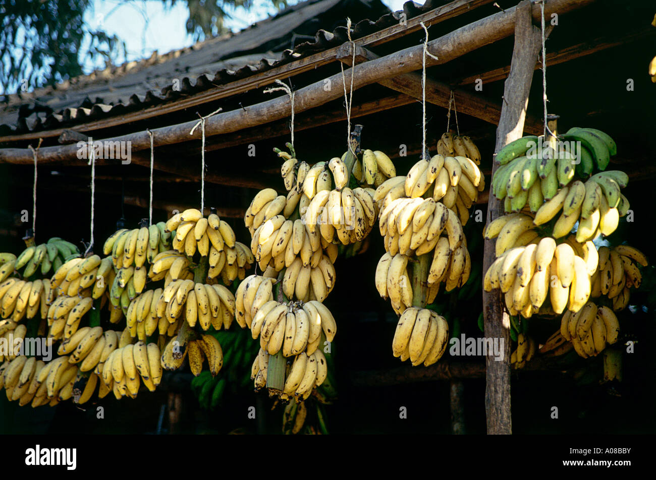 Bunches of bananas hanging up to ripen in the sunshine from beneath the ...