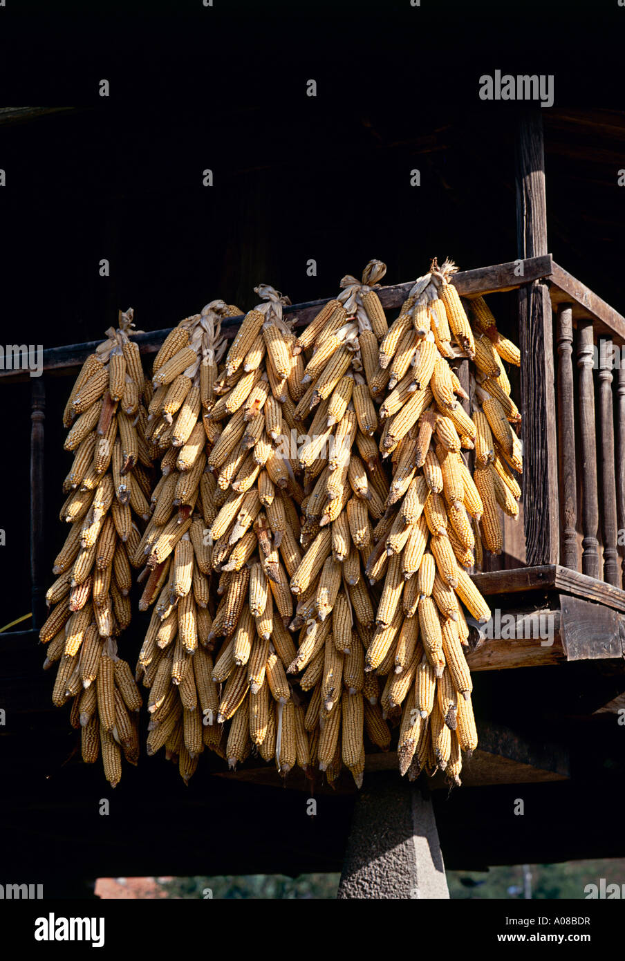 Long strings of corn cobs hanging up to dry in the sunshine in a small ...