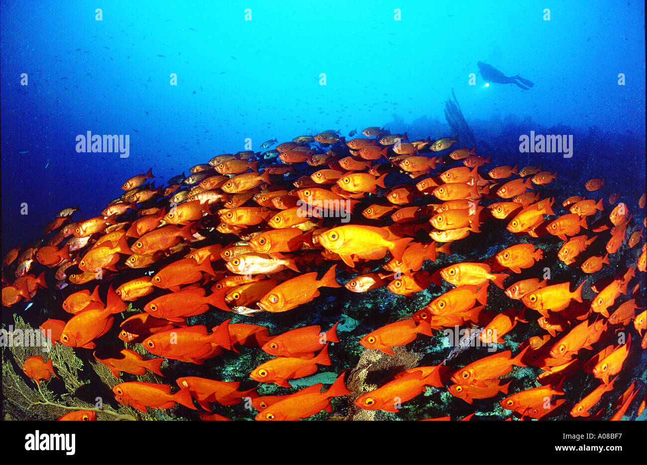 scuba diver and fishes Stock Photo - Alamy