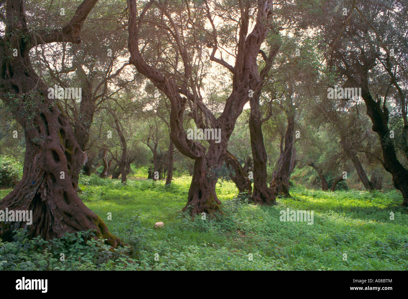 Corfu greece asprokavos hi-res stock photography and images - Alamy