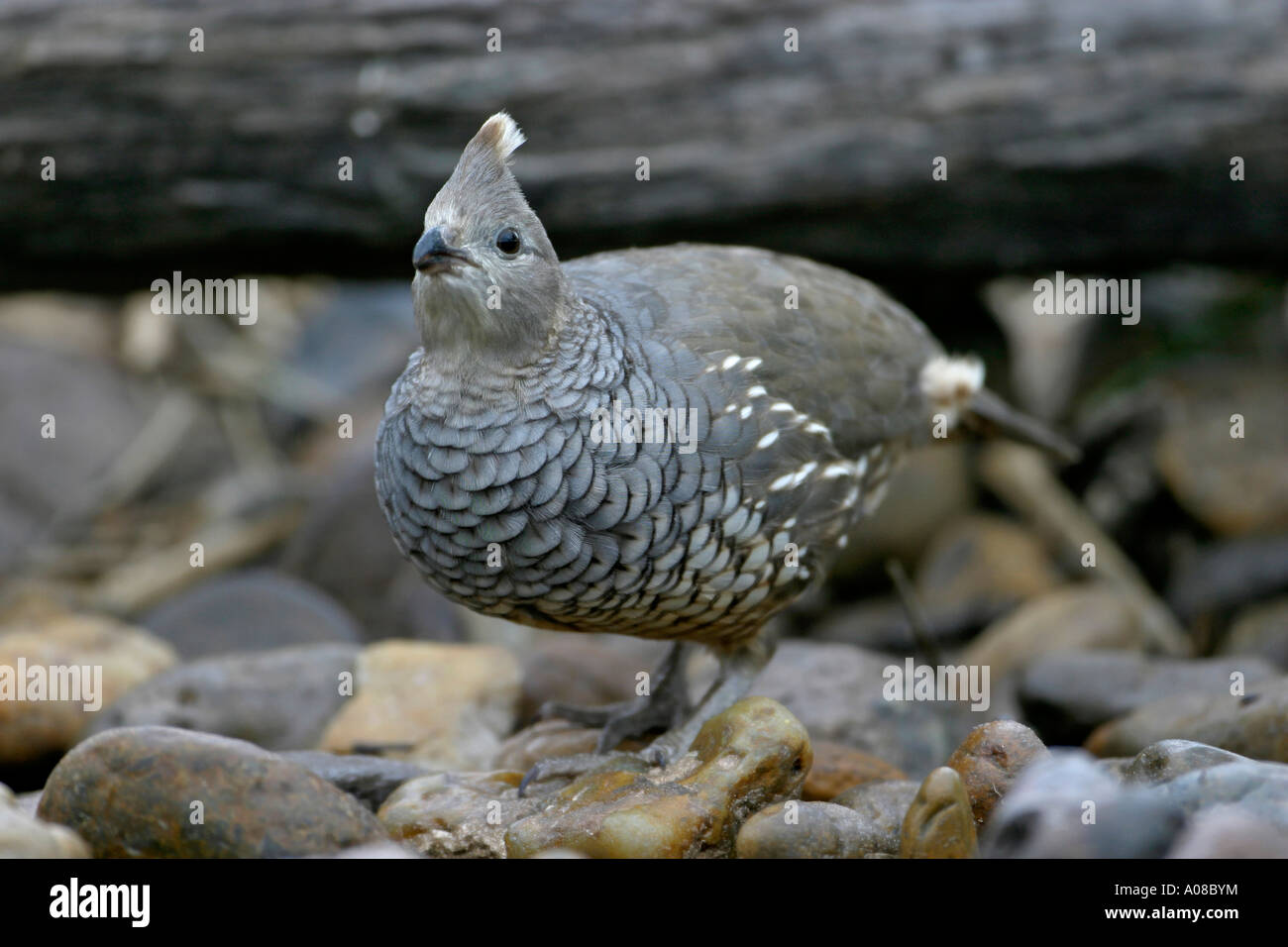 Blue Scaled Quail Stock Photo - Alamy