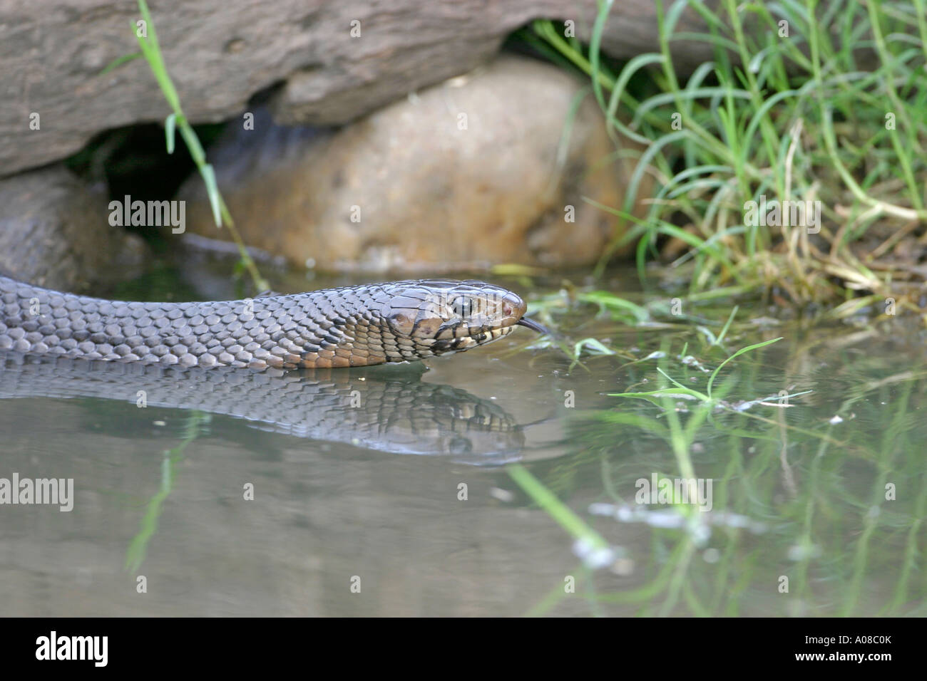 Texas blue indigo snake hi-res stock photography and images - Alamy