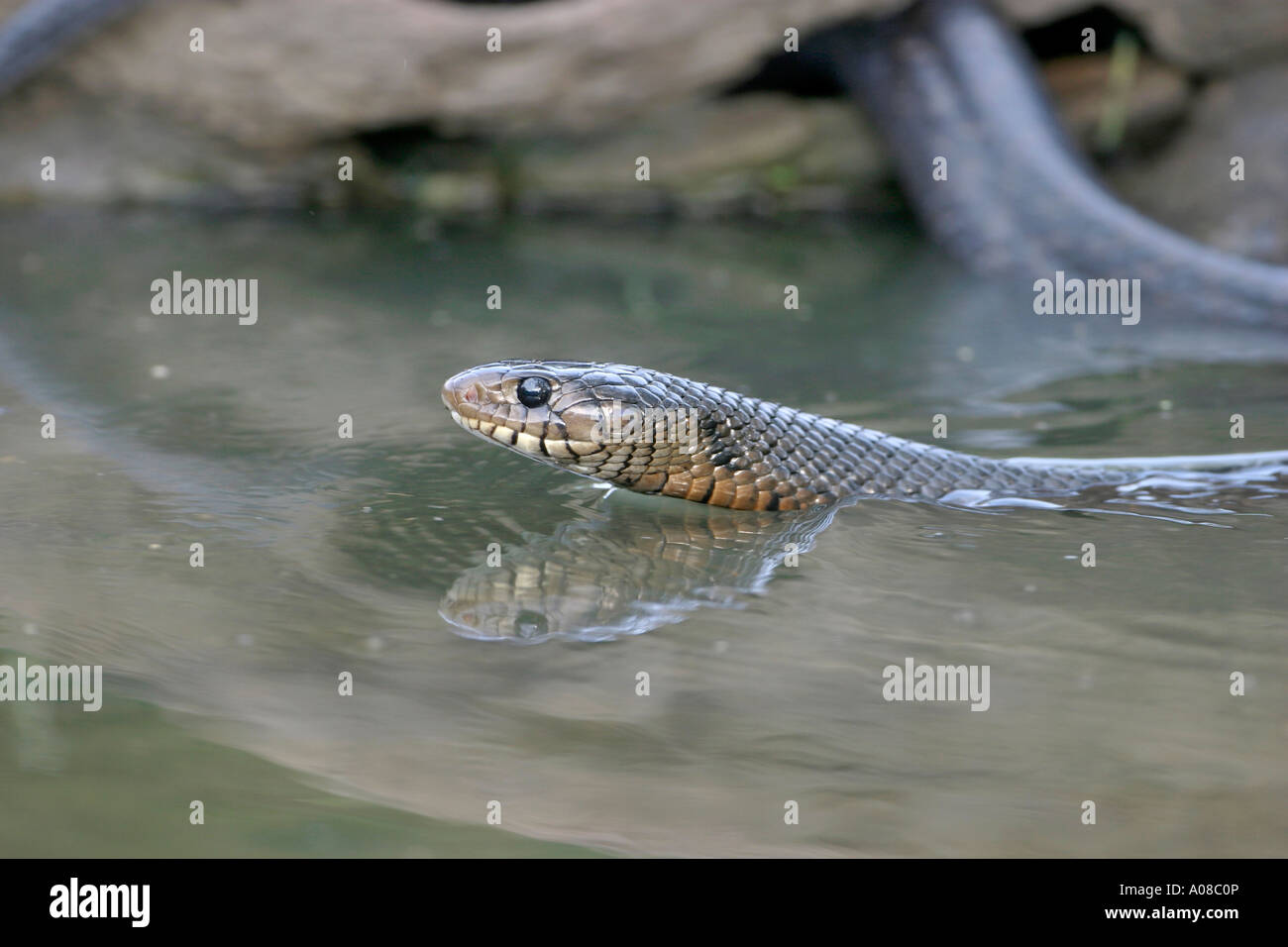 Texas Blue Indigo snake Stock Photo - Alamy