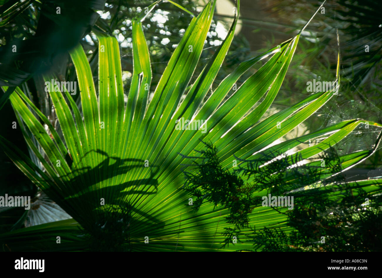 Botanic Gardens Edinburgh Close up detail of plant Stock Photo - Alamy