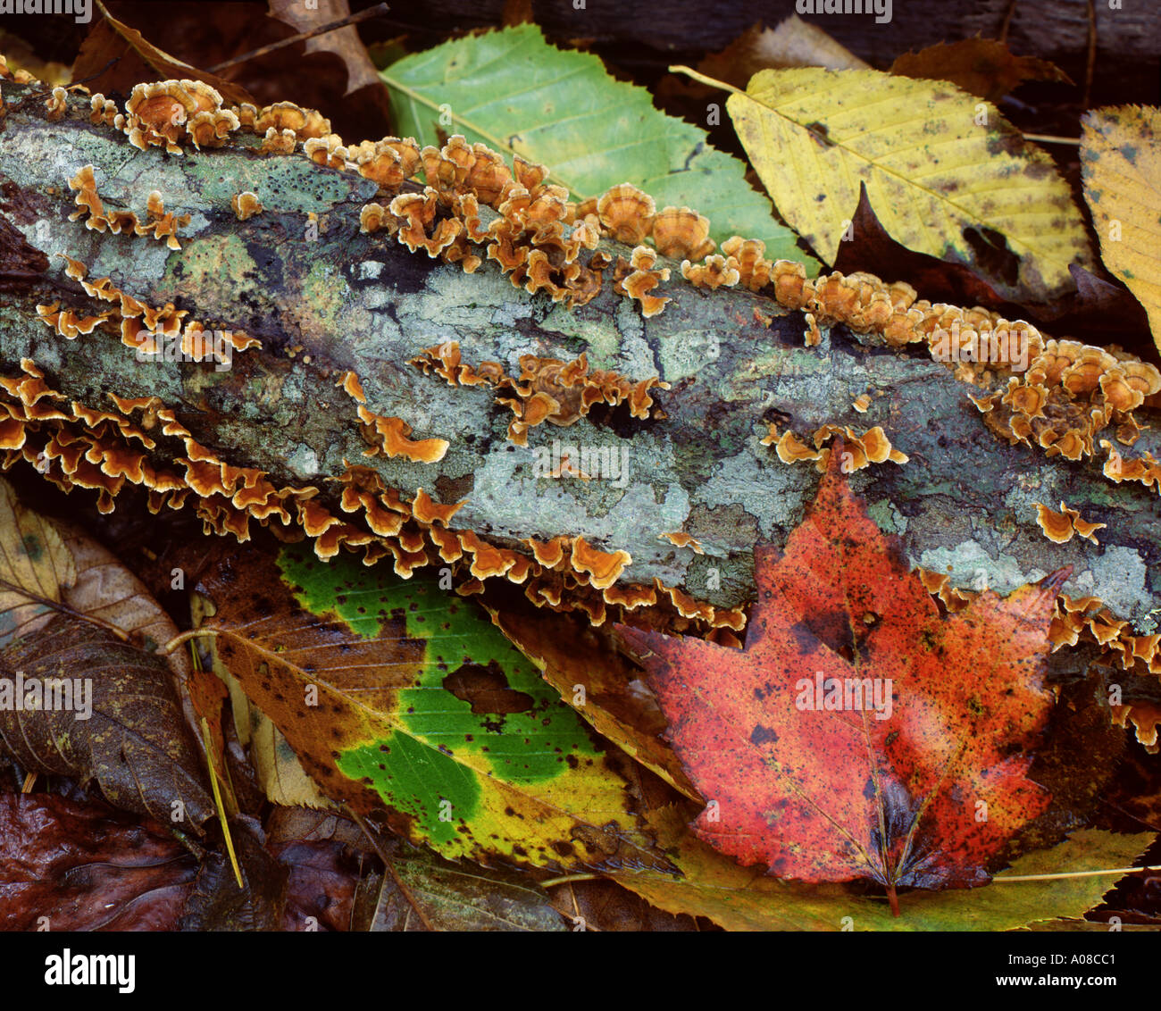 Tennessee Fungus High Resolution Stock Photography and Images - Alamy