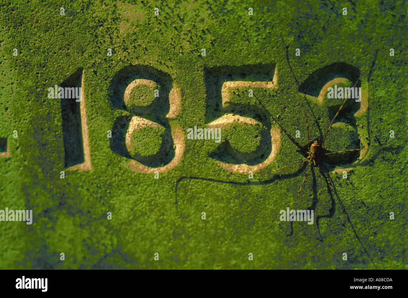Moss covered tomb stone with spider in The Great Smoky Mountains ...