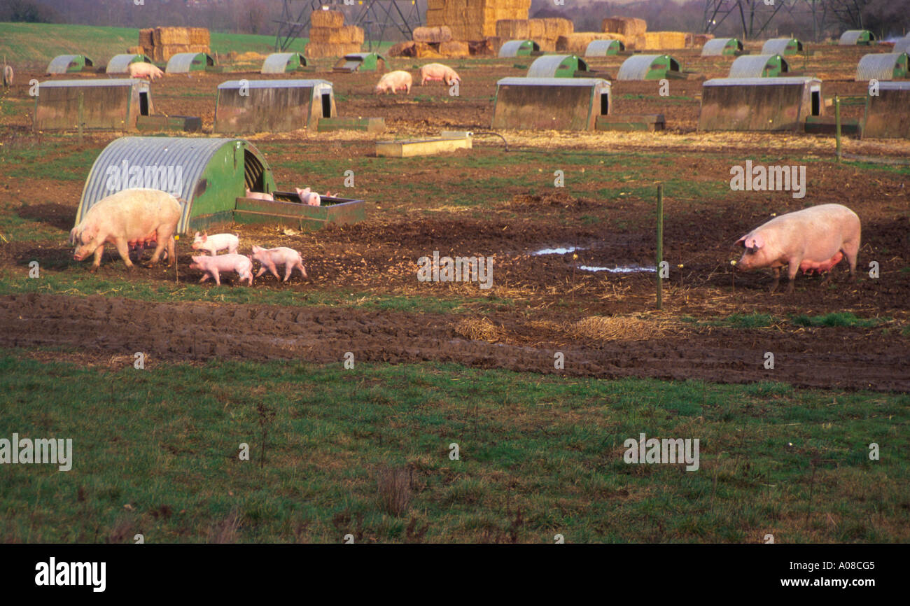 Breeding Sows High Resolution Stock Photography and Images - Alamy
