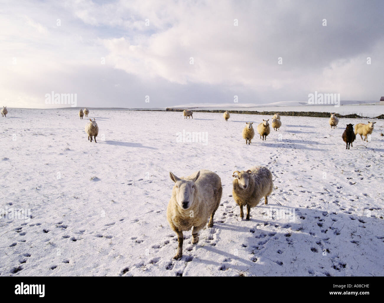 Scotland sheep snow hi-res stock photography and images - Alamy