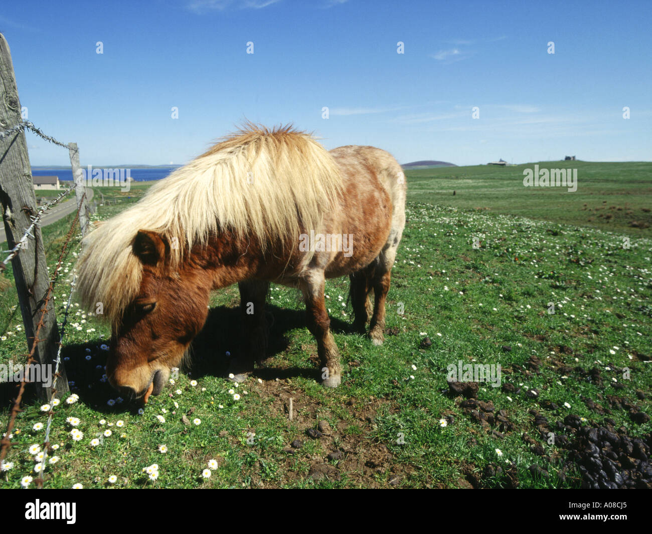 Shetland pony hi-res stock photography and images - Alamy