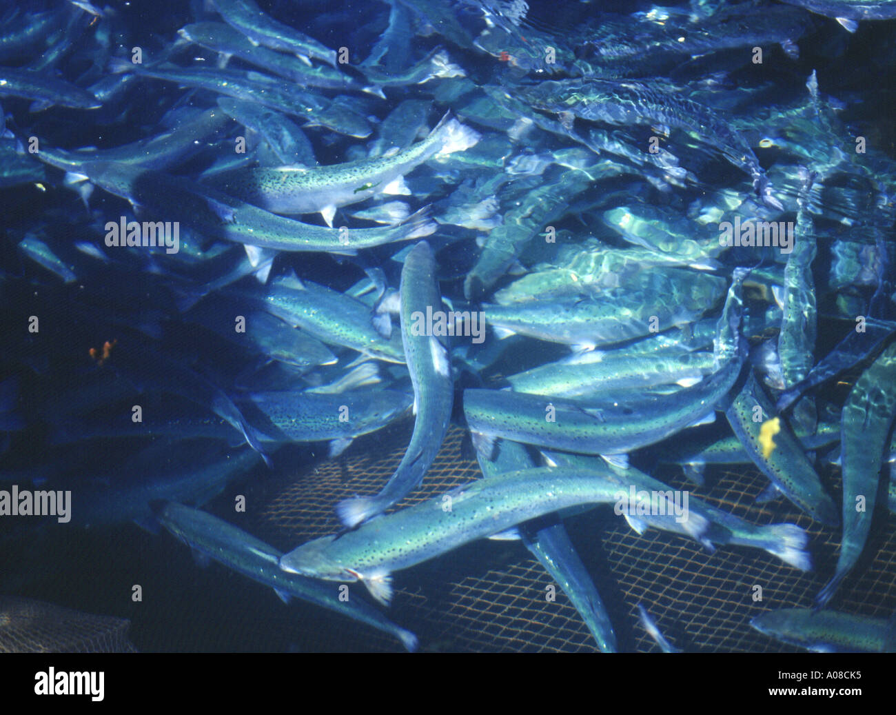 Salmon farming scotland hi-res stock photography and images - Alamy