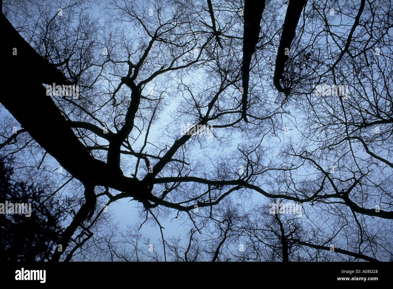 Entlaubter baum hi-res stock photography and images - Alamy