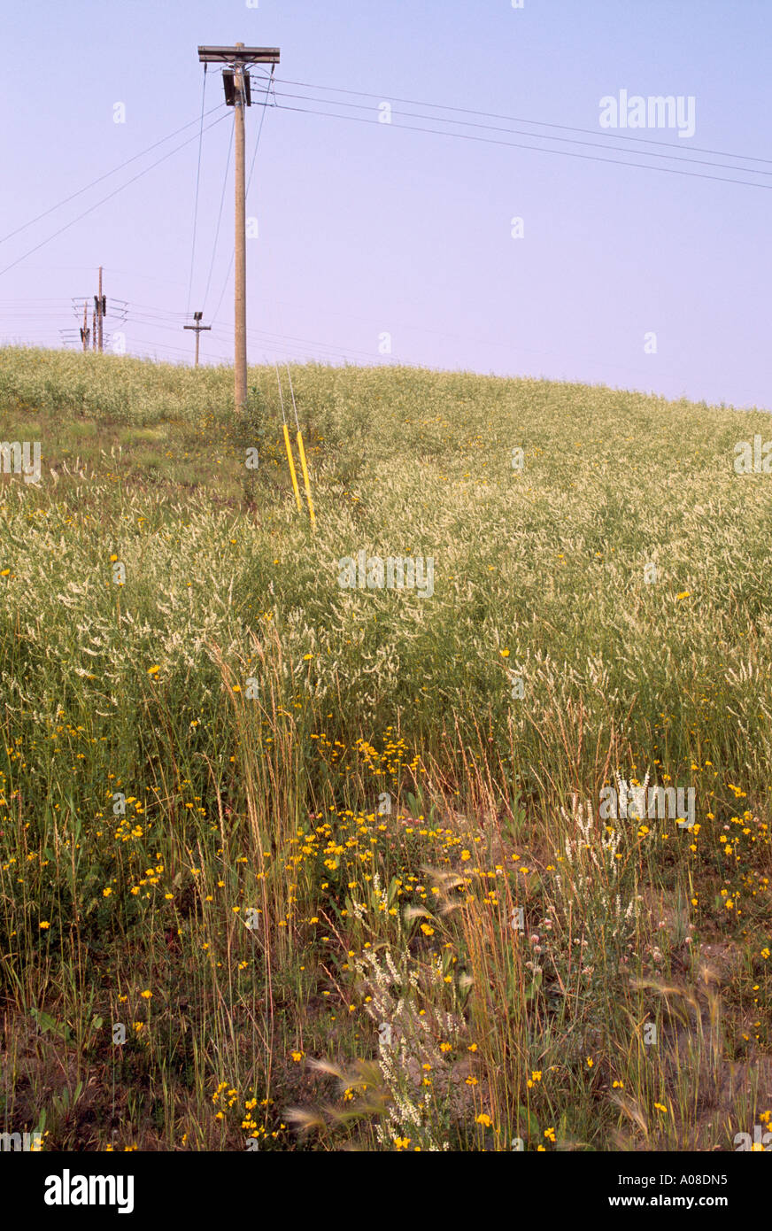 Rejuvenation / Regeneration on Reclaimed Land from Syncrude Athabasca ...