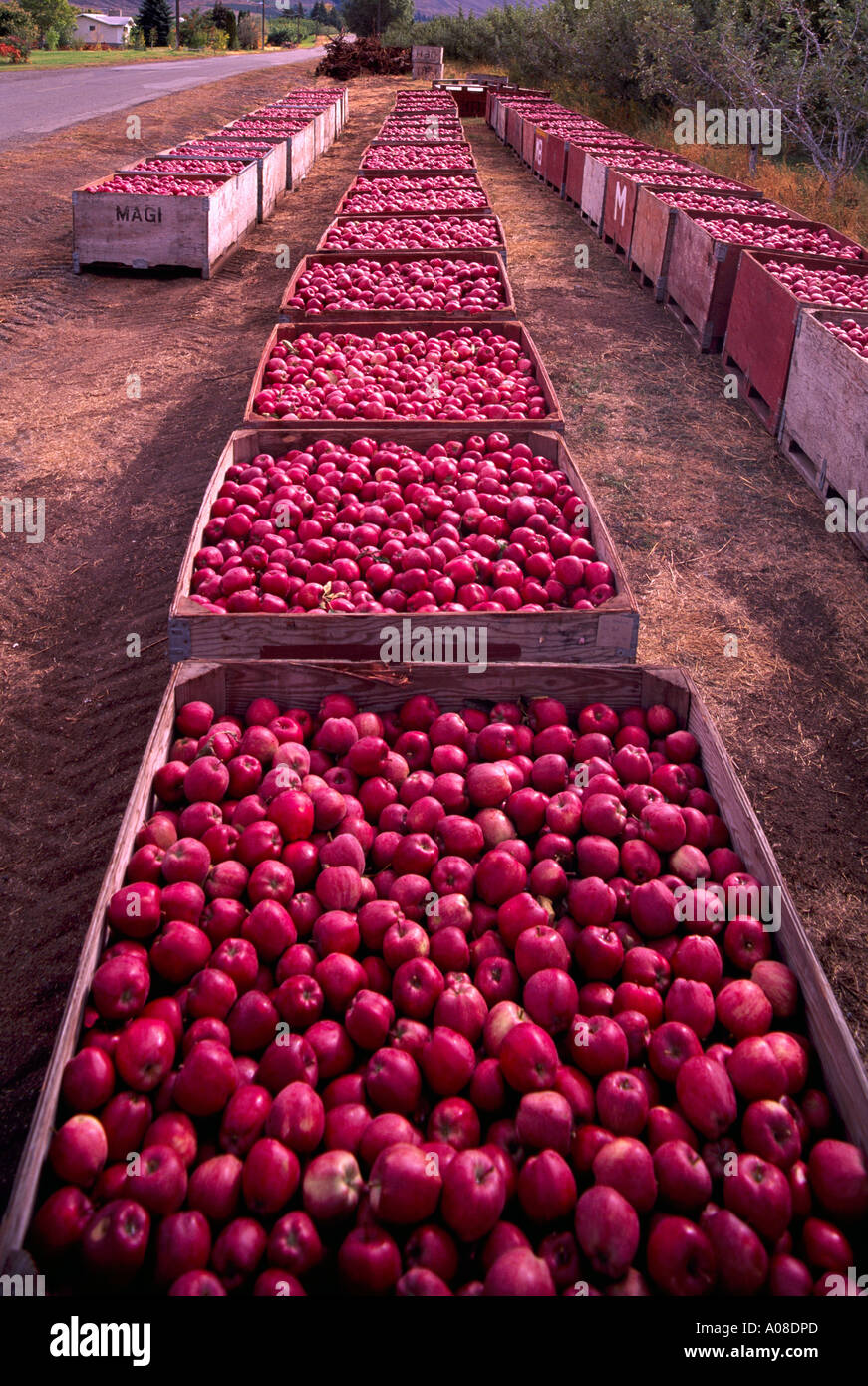 Harvested Spartan Apples in Crates in an Orchard in the South Okanagan ...