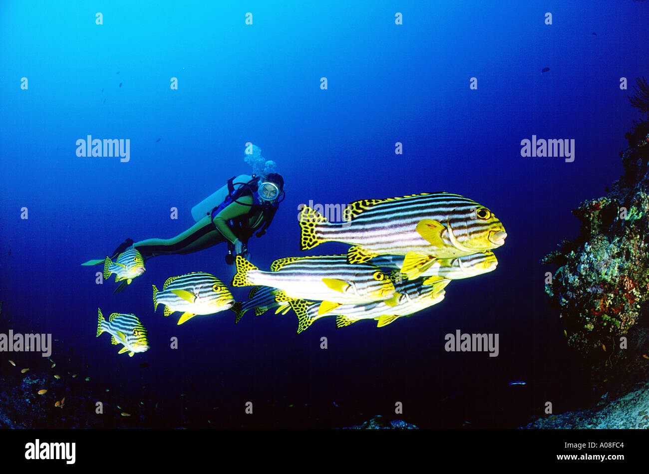 scuba diver and fishes Stock Photo - Alamy