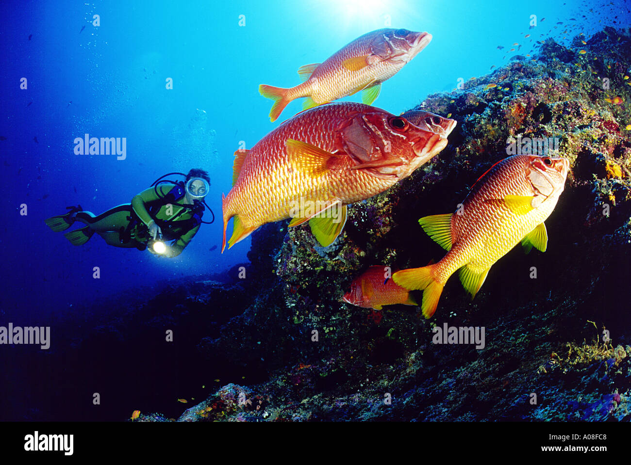 scuba diver and fishes Stock Photo - Alamy