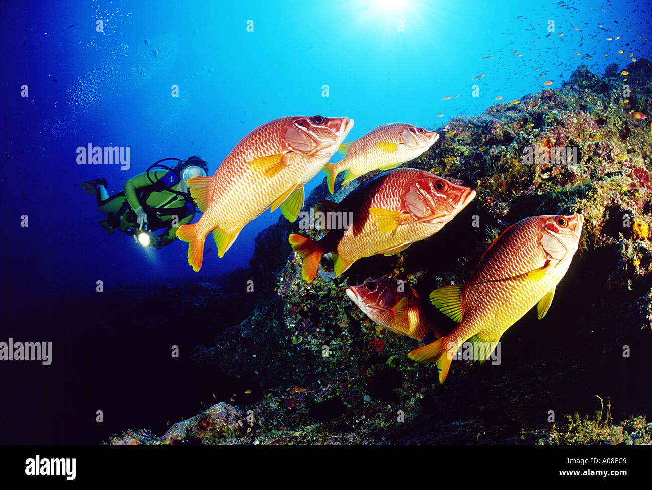 scuba diver and fishes Stock Photo - Alamy