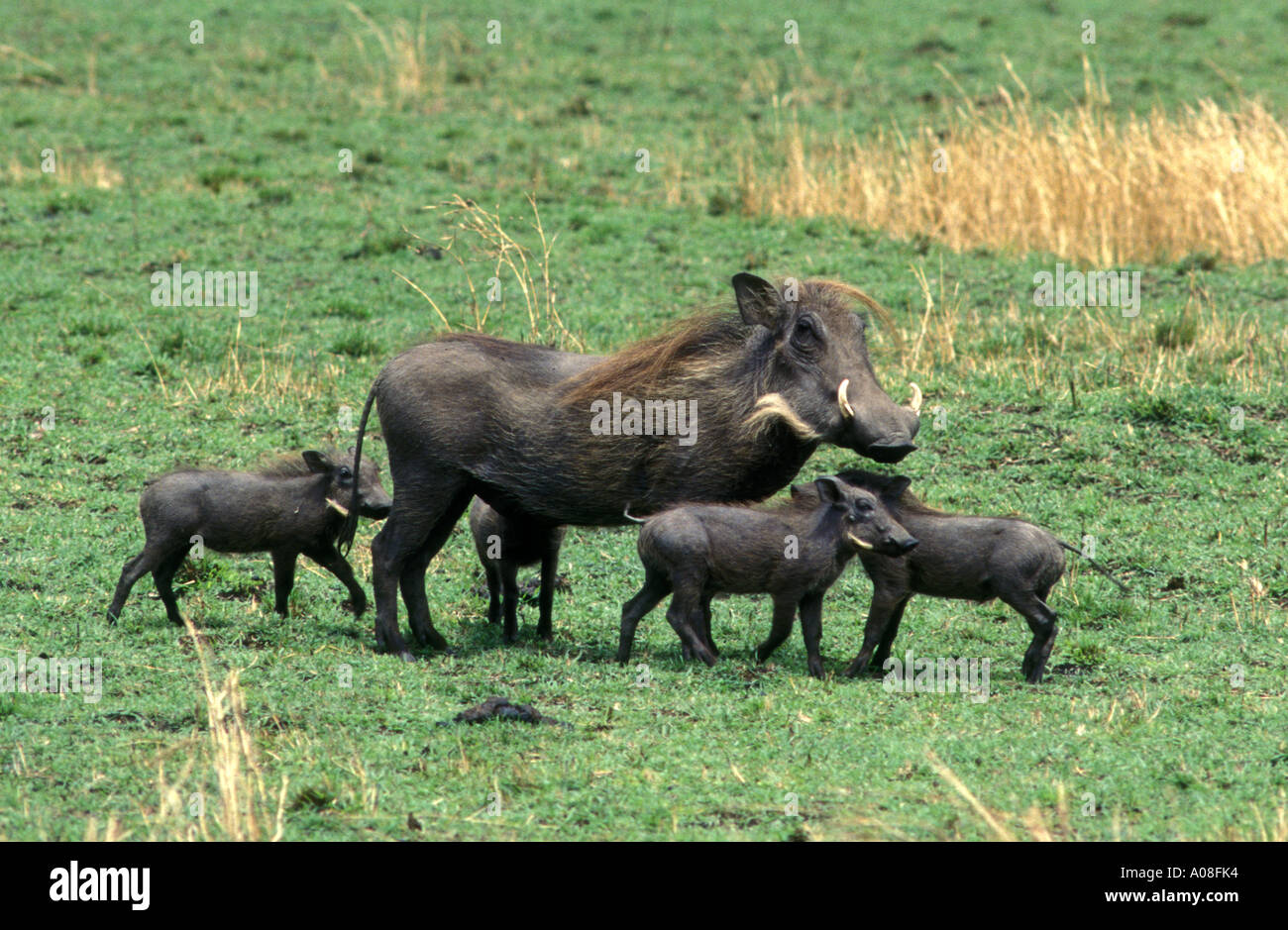 Female warthog with her babies Masai Mara National Reserve Kenya East ...
