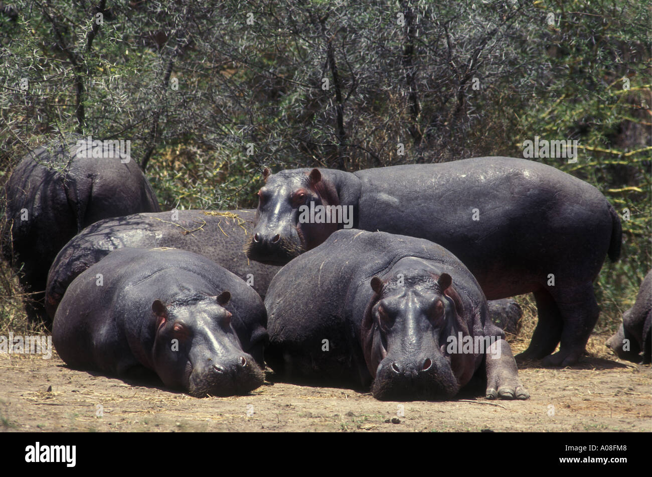 Overhead hippopotamus hi-res stock photography and images - Alamy
