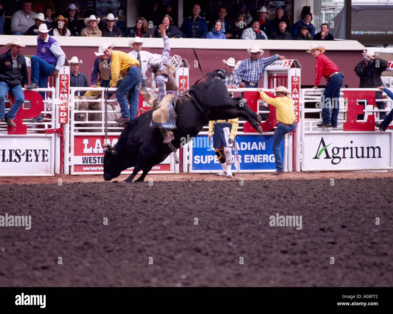 Bull Riding at "Calgary Stampede" Calgary Alberta Canada Stock Photo ...