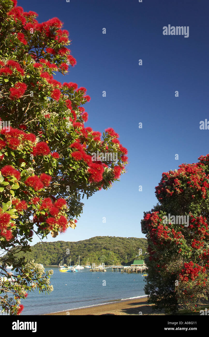 Pohutukawa Trees Russell Bay of Islands Northland New Zealand Stock ...