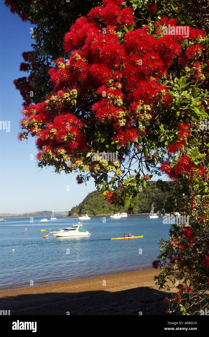 Pohutukawa Tree Russell Bay of Islands Northland New Zealand Stock ...
