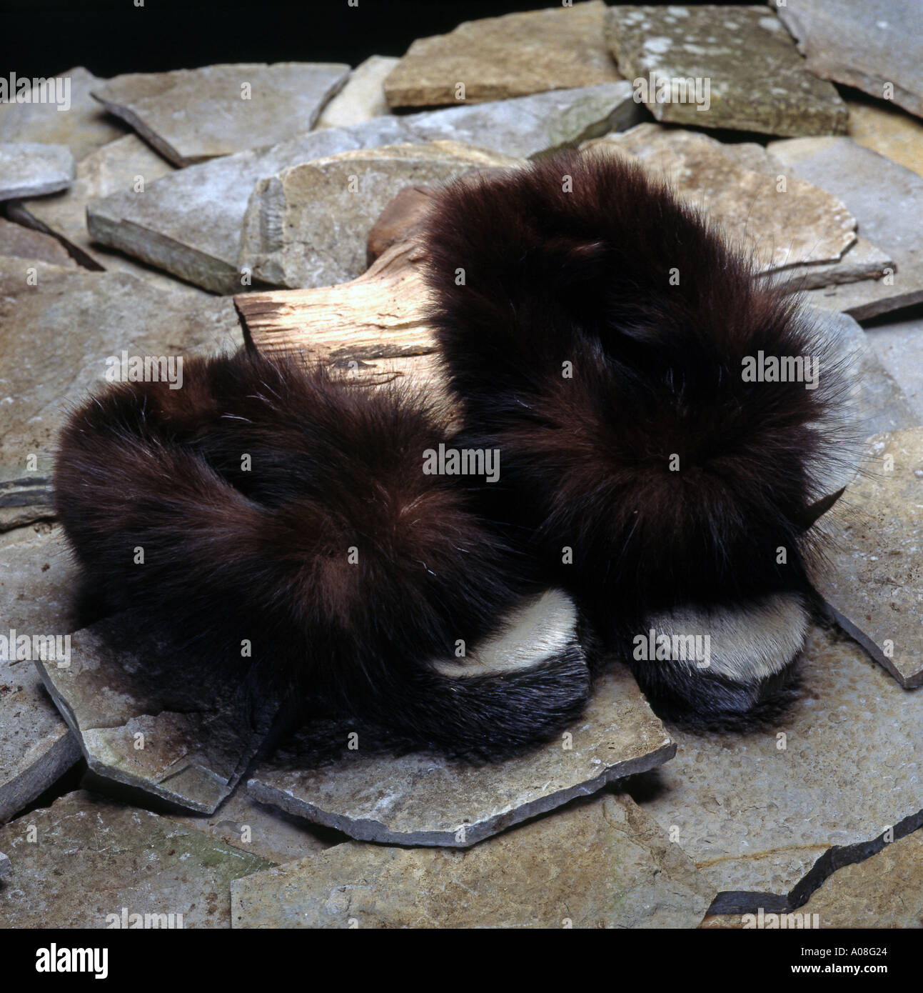 Sealskin hi-res stock photography and images - Alamy