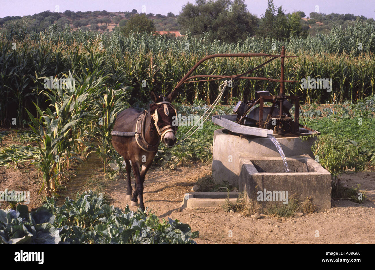 Traditional agriculture Ribatejo Portugal Stock Photo - Alamy