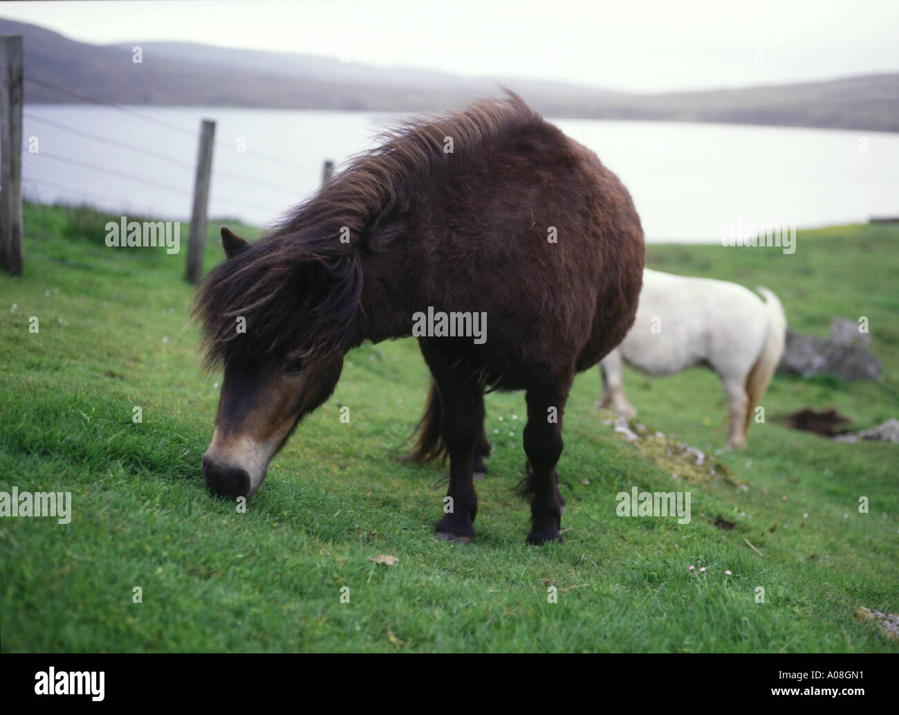 dh Shetland pony PONY UK Black Shetland pony eating grass Shetland ...