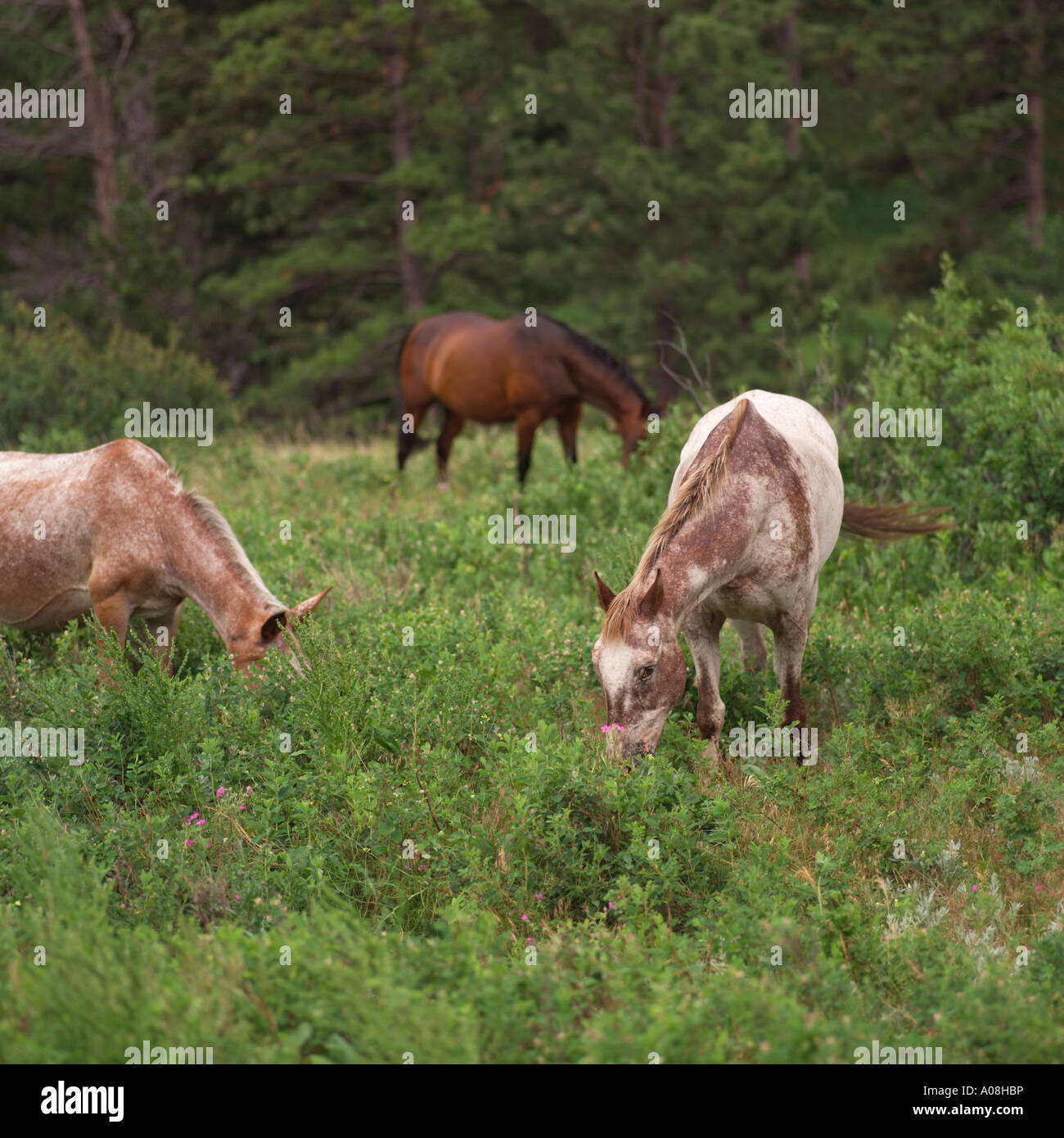 Hungry horse, montana hi-res stock photography and images - Alamy