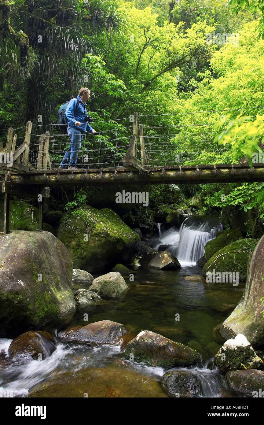 Bridge over Wairere Stream on Track to Wairere Falls Wairere Falls ...