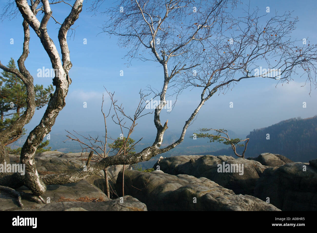 Trees growing out of sandstone rock, Ebsandsteingebirge, Germany Stock ...