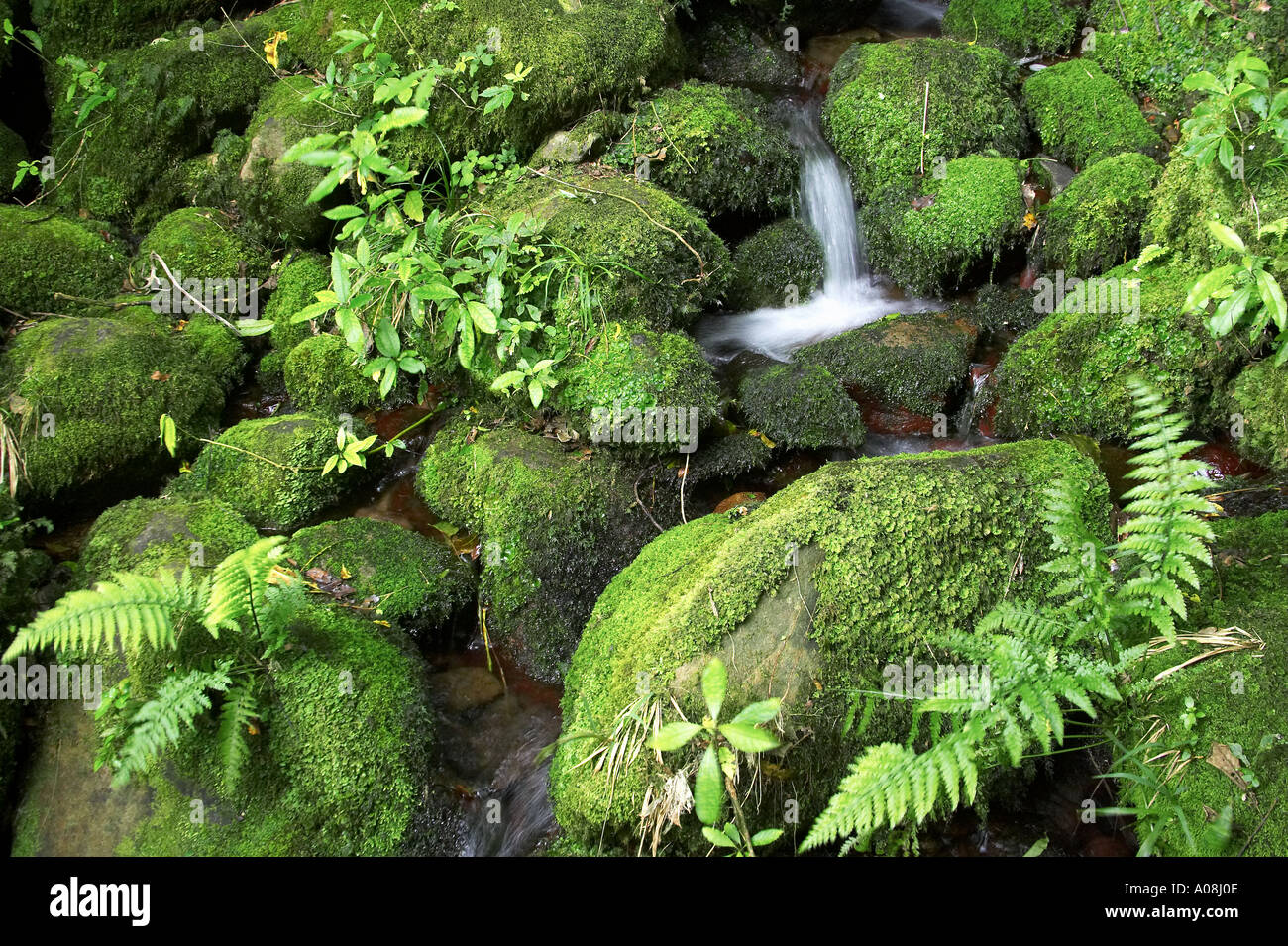 Kaimai hi-res stock photography and images - Alamy