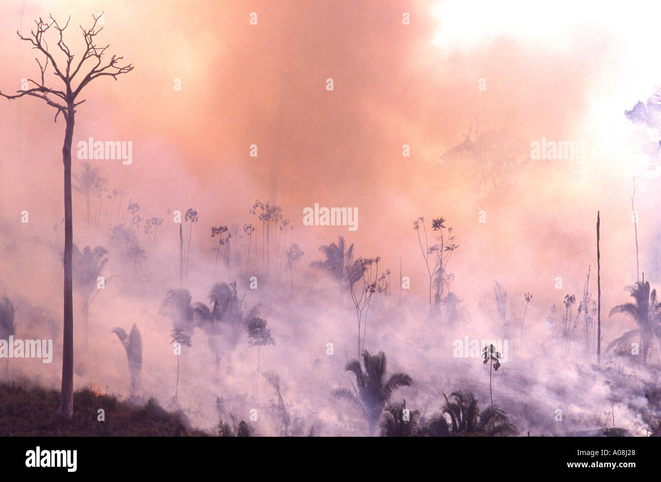Amazon rain forest burning Deforestation Brazil Burned trees ecological ...