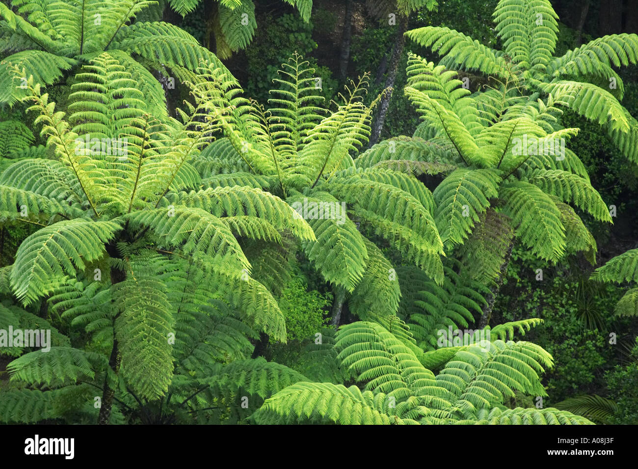 Ferns A H Reed Memorial Kauri Park Whangarei Northland New Zealand ...