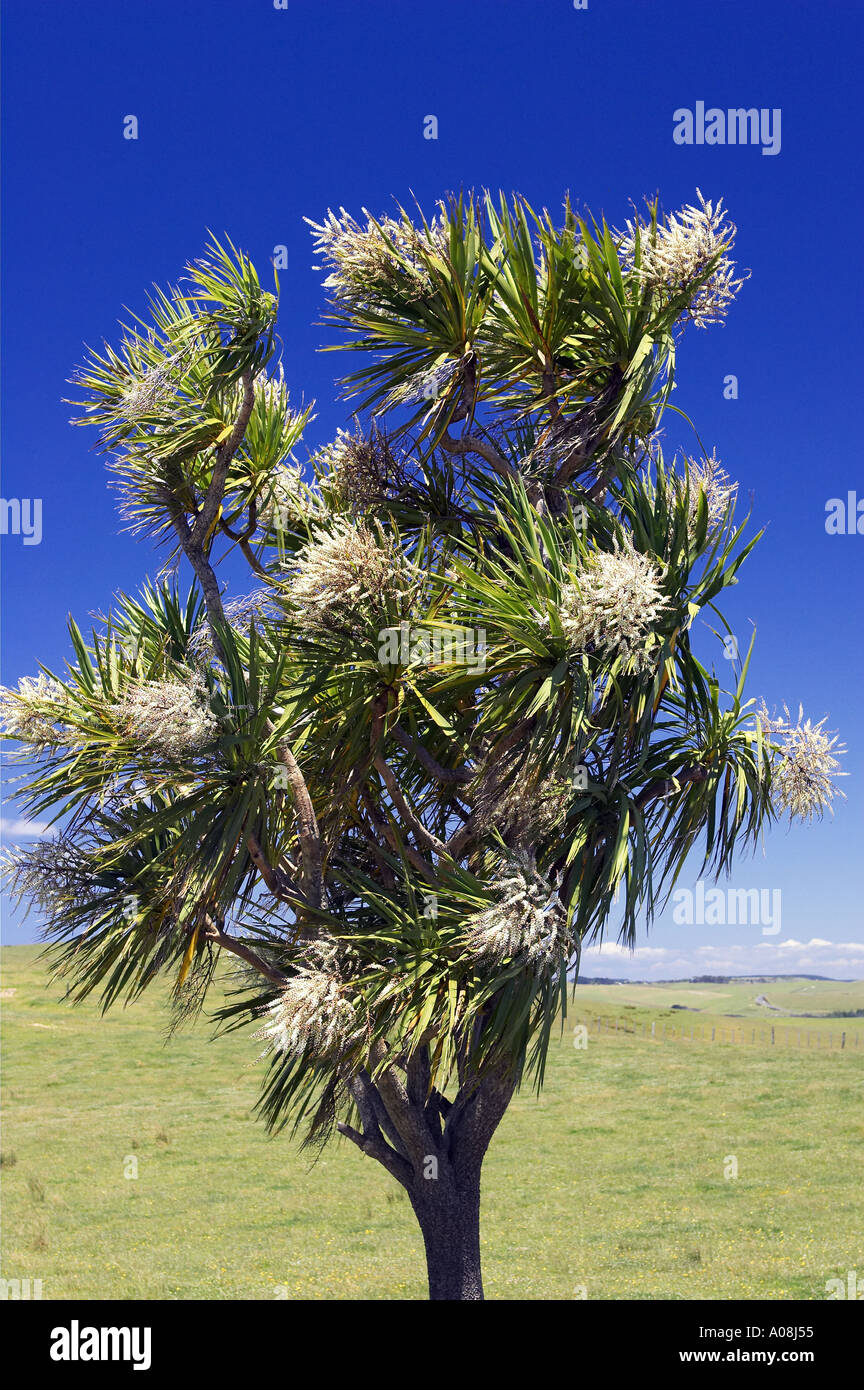 Cabbage Tree in Flower Far North Northland New Zealand Cordyline ...