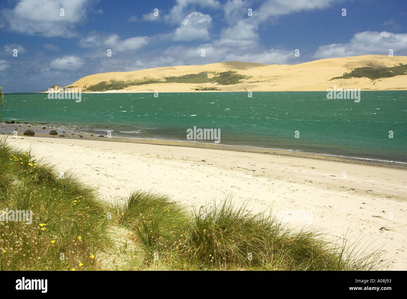 Sand Dunes Hokianga Harbour Northland New Zealand Stock Photo - Alamy