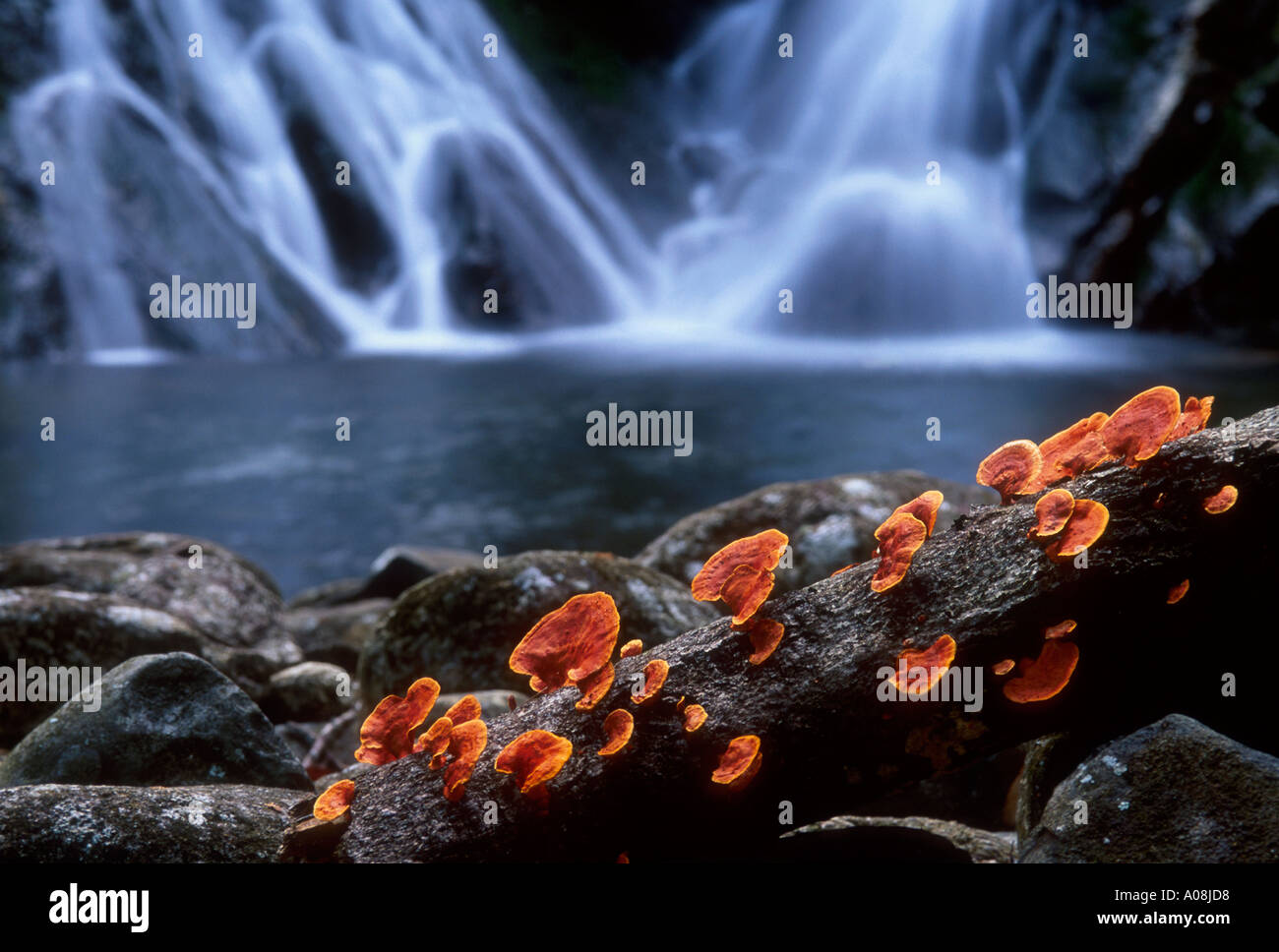 Fungus on a stone Waterfall Stock Photo - Alamy