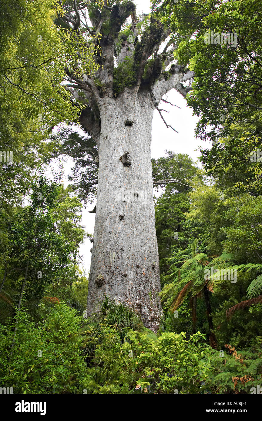 Tane Mahuta Waipoua Kauri Forest Northland New Zealand Stock Photo - Alamy