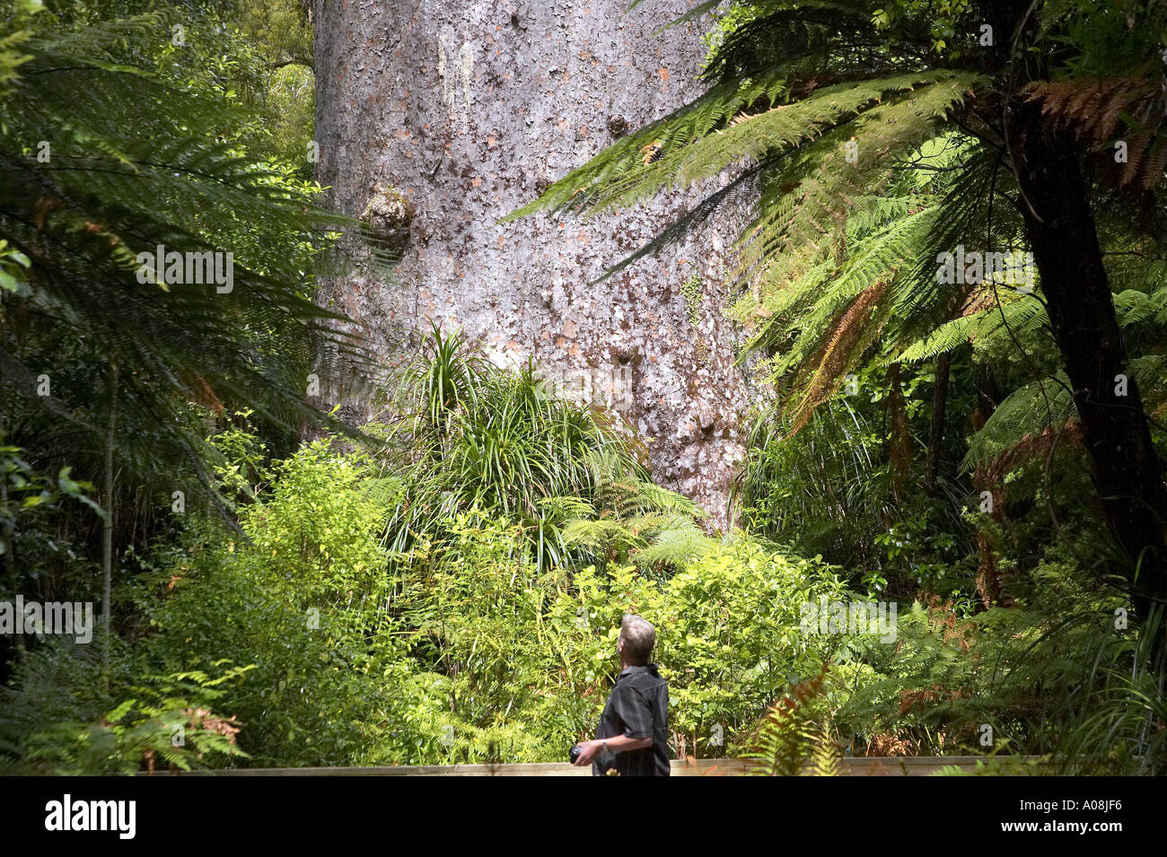 Tane Mahuta Waipoua Kauri Forest Northland New Zealand Stock Photo - Alamy