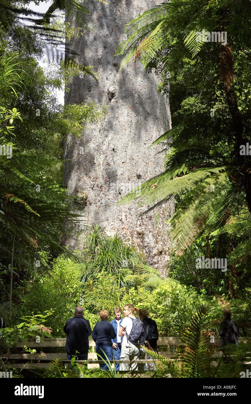 Ponga trunk hi-res stock photography and images - Alamy