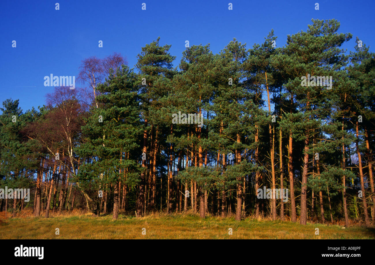 Pine trees Rendlesham forest Suffolk England Stock Photo - Alamy