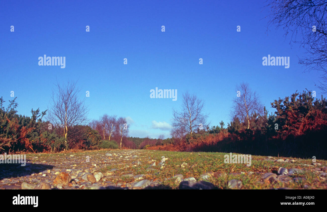 Footpath in Suffolk Sandlings Rendlesham forest viewed from the ground ...