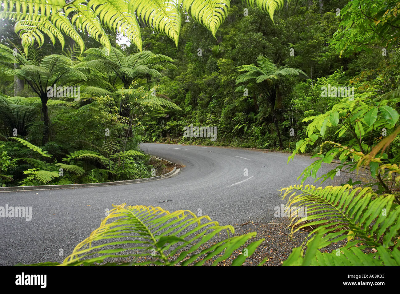 North island road through bush hi-res stock photography and images - Alamy