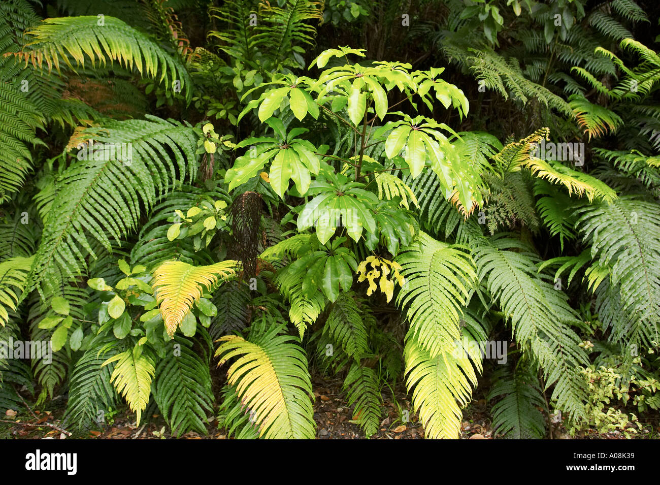 Ferns Waipoua Kauri Forest Northland New Zealand Stock Photo - Alamy