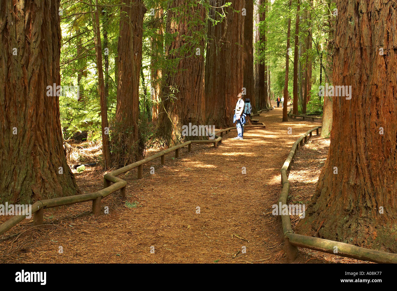 Redwood Forest Rotorua New Zealand Stock Photo - Alamy