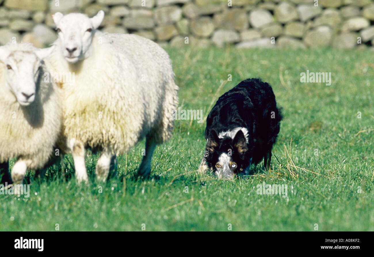 Sheep crouching hi-res stock photography and images - Alamy