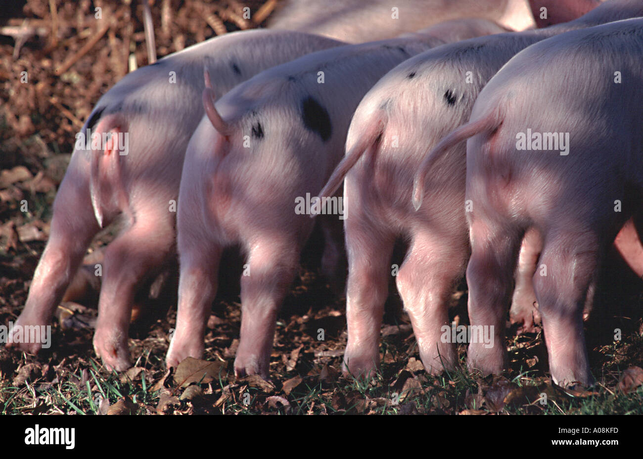 Pigs bottoms hi-res stock photography and images - Alamy